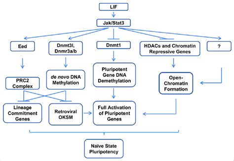 Schematic Representation Of Stat3 Regulated Somatic Cell Reprogramming