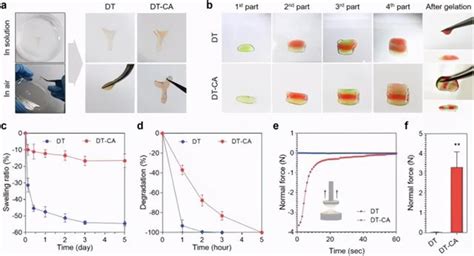 图 3 Dt Ca 水凝胶的物理完整性和粘附性得到改善。