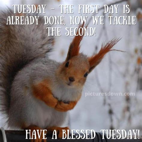 Good Morning Tuesday Funny Image Panda