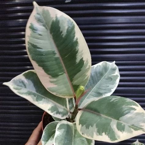 Rubber Tree Varieties Ficus Elastica Ruby And Variegated Shopee Philippines