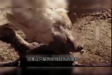花豹为猫科赢回一次面子正面抢夺鬣狗的猎物简直欺狗太甚 鬣狗 猎物 面子