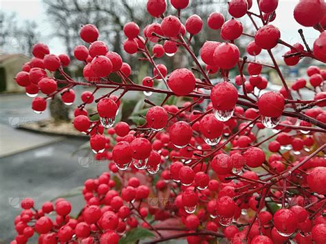 南天竹属有研究。