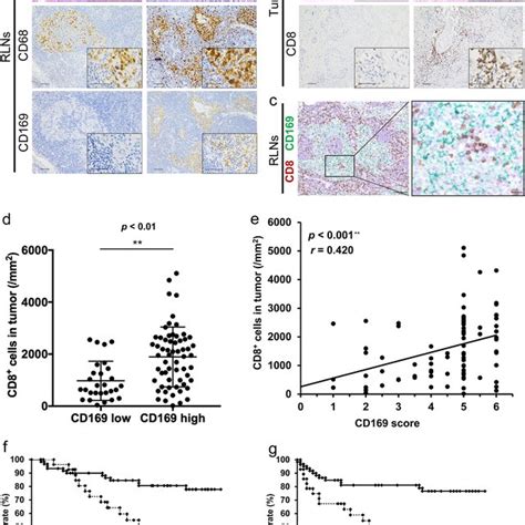 Increased Cd169⁺ Expression In Macrophages In The Regional Lymph Nodes Download Scientific