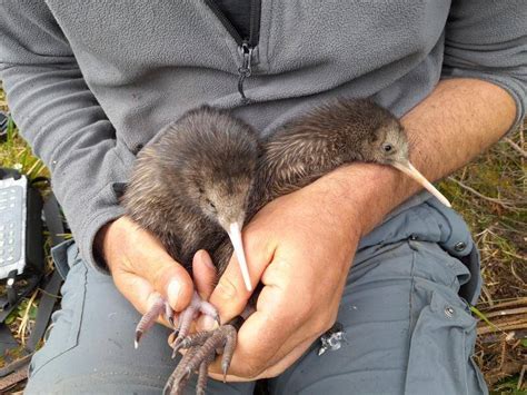 The Hills Are Alive With The Sound Of Wild Kiwi Chicks The Canberra
