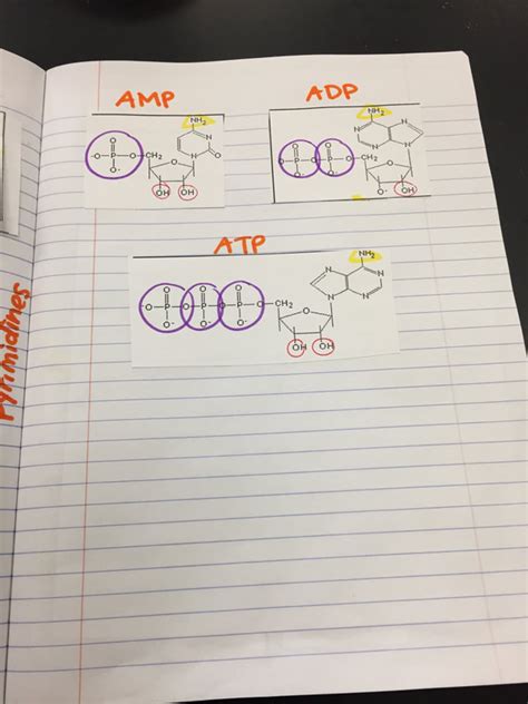 Experimental Design And Biochemistry Kerstingscience