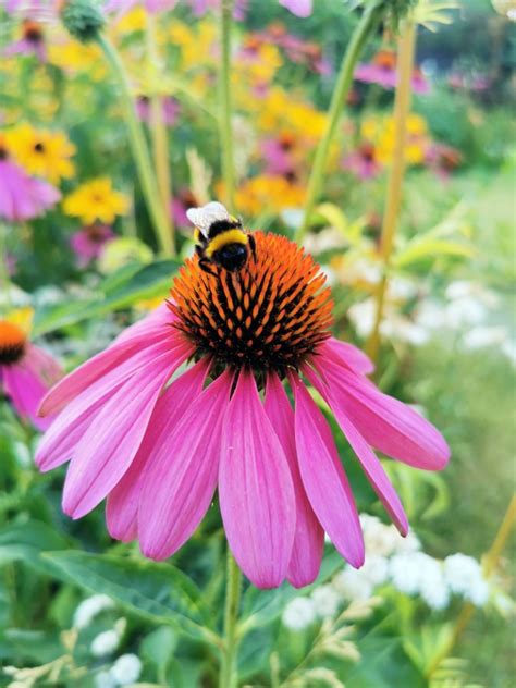 11 Bee Friendly Flowers For Your Garden Town And Country Living