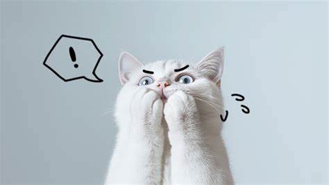 What More Can I Do For A Cat With Stage 4 Ckd Greycoat Research