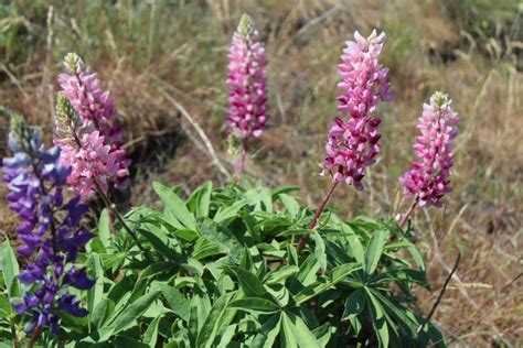 Bigleaf Lupine Cbwnps Native Plant Sale