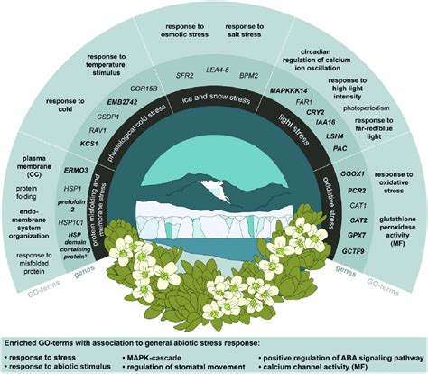 Summary Of Putative Molecular Adaptations To Five Categories Of Arctic Download Scientific