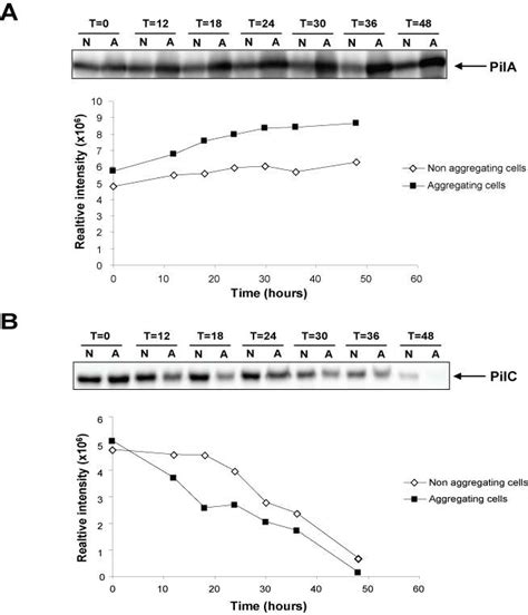 19 Pila And Pilc Expression In Non Aggregating And Aggregating Cell Download Scientific Diagram
