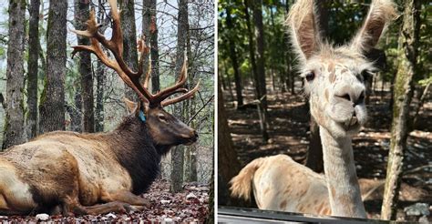 This Oklahoma Wildlife Park Lets You Drive Through A Forest Filled With
