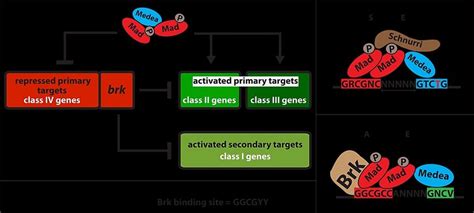 Transcriptional Responses To Drosophila Bmp Signaling A Modes Of Bmp