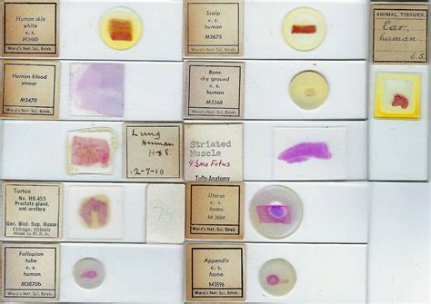Human Histology Microscope Slides A 2053951229