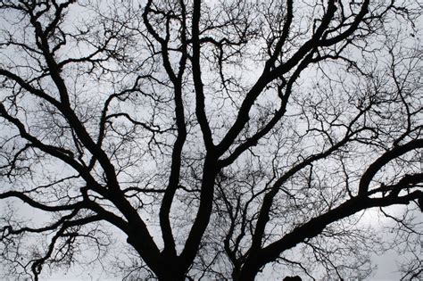 Spider Web Tree