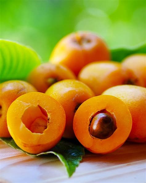 Loquat Tree Re Tree