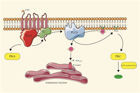 Frontiers Gnas Locus Bone Related Diseases And Mouse Models