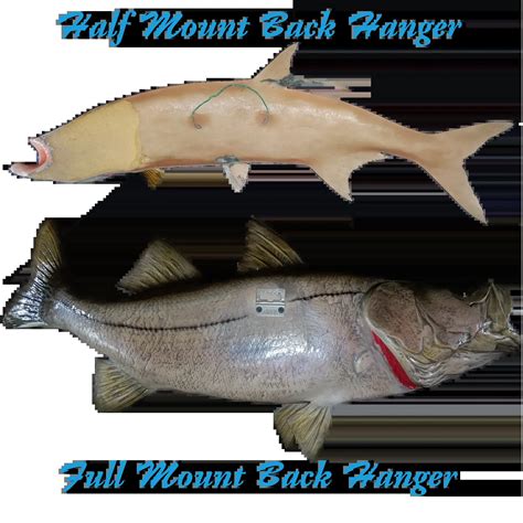 Order Your Cobia Fish Mount Replica Custom Saltwater Mounts Florida