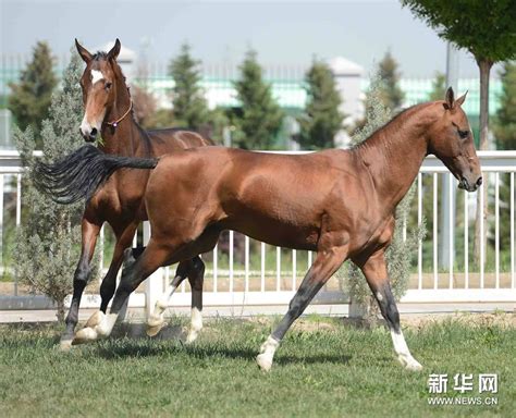 中国本土马种 关中马 马种 大山谷图库