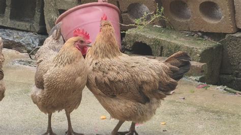 让我看看是谁在偷看我坤俩卿卿我我 失言者 失言者 哔哩哔哩视频