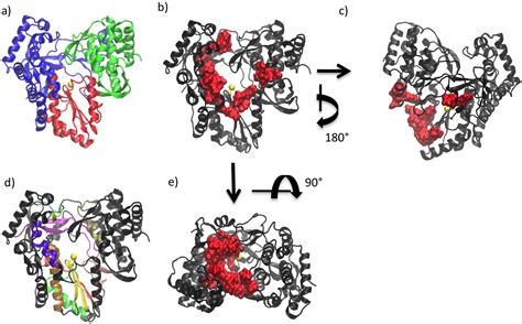 Rna Polymerase Structure And Function