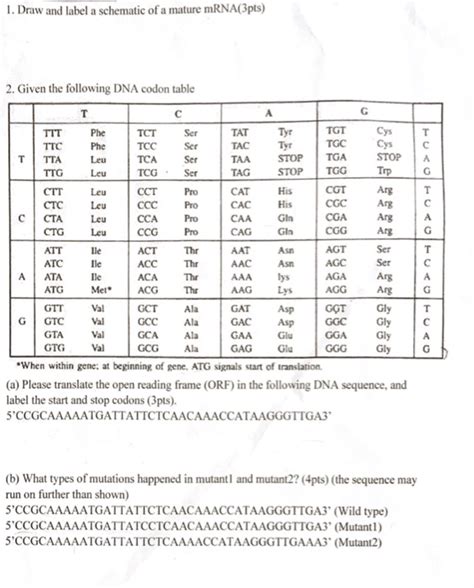 Dna Codon Table Cabinets Matttroy