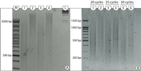 distribution of simple sequence repeat ssr nucleotide classes based