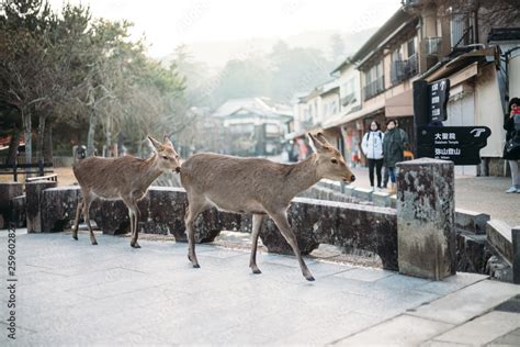 鹿 Stock 写真 Adobe Stock