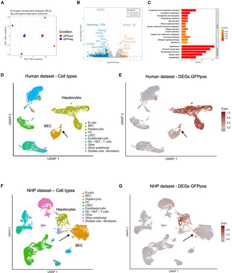 Identification Of Hepatocyte Primed Cholangiocytes In The Homeostatic