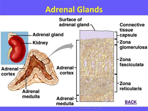 Adrenal Gland Anatomy And Hormones At Kelly Mcneill Blog