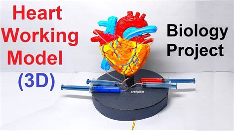 How To Make 3d Working Model Of The Heart Using Cardboard And Syringes Science Projects