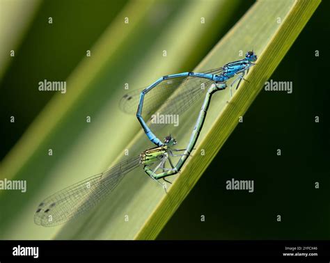 Azure Damselfly Or Azure Bluet Mating Pair Coenagrion Puella Stock Photo Alamy