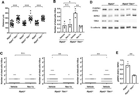Enterocyte Turnover And Ripk1 Dependent Enterocyte Shedding Were Download Scientific Diagram