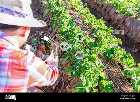 Iot Internet Of Things Modern Agriculture Smart Farming System Concept Internet Technology