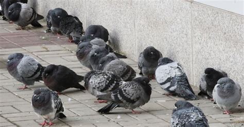 비둘기 골치 서울 지하철…못 앉게 하는 버드스파이크 설치