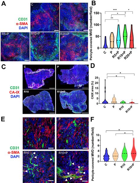 Dose Dependent Effects Of Regorafenib On Vascular Normalization When Download Scientific
