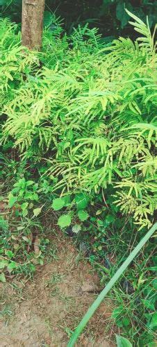 Yongchak Plant At Rs 25 Plant Forestry Plants In Nagaon Id 26743695912