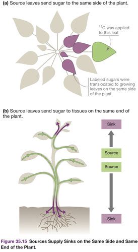 BIOL Transport Phloem Flashcards Quizlet