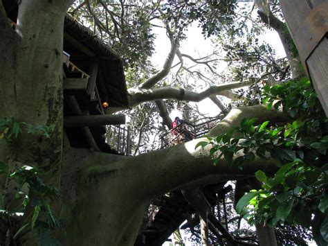 Exploring The Swiss Family Robinson Treehouse Disney World Blog