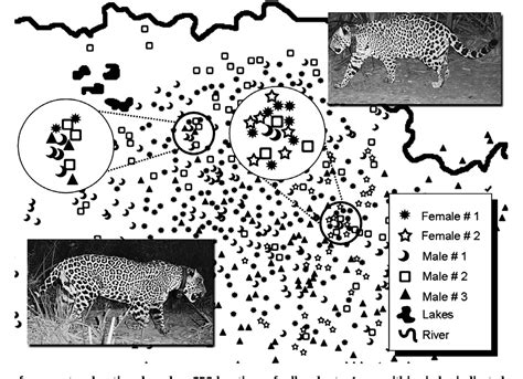 Figure 1 From Estimating The Density Of A Jaguar Population In The Brazilian Pantanal Using