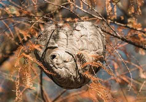 What You Should Know About Wasp Nests The Different Types How To