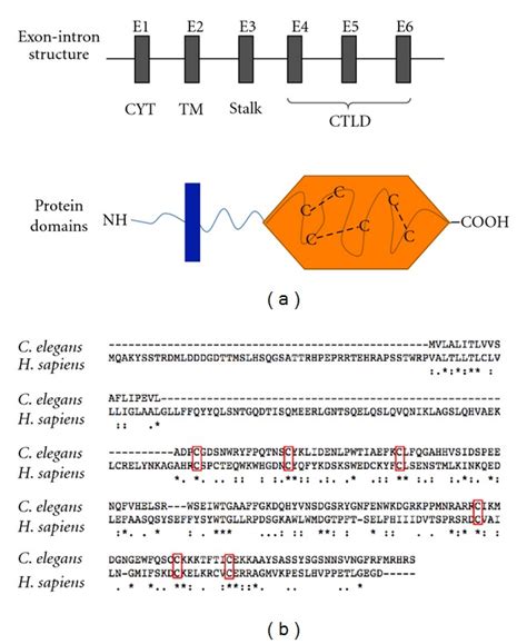 Evolutionary Conserved Characteristics Of C Type Lectin Like Receptors Download Scientific