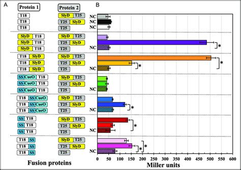 Bacterial Two Hybrid Analysis Of Interactions Between Slyd And Slyd