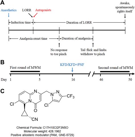 Schematic Diagram Of The Evaluation Of Anesthesia And The MWM Download Scientific Diagram