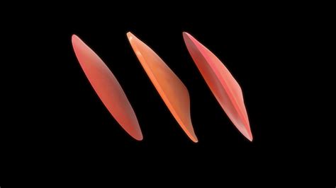 3d Tympanic Membrane Eardrum Model Turbosquid 2308429