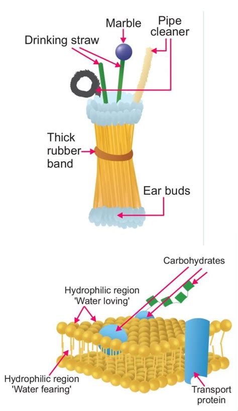 Build A Cell Membrane Brilliant Biology Experiments Sawan Books