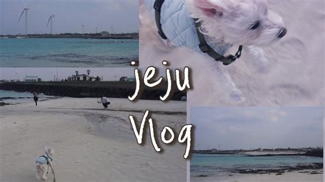 제주 브이로그 제주vlog 16살 수퍼파워 댕댕이 민트와 함덕해변 김녕해변 월정리해변에서 놀았어요 제주애견동반여행 Youtube