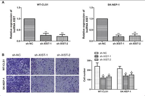 Figure 2 From Lncrna Xist Promotes Migration Of Wilms Tumor Cells