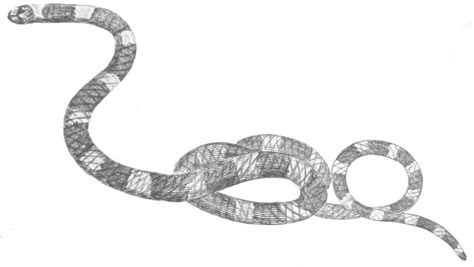 Why Does Python 38 Log A Syntaxwarning For Is With Literals Rpython