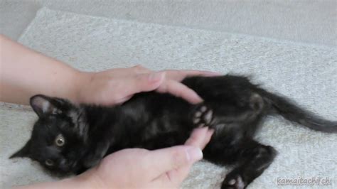 2014 11 29 風呂あがりの黒子猫のクロ After a shower the black kitten kuro瀬戸の黒猫日記