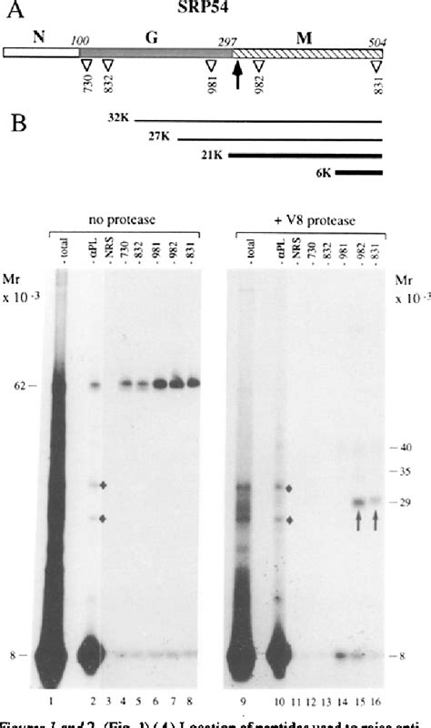 Figure 1 From The Signal Sequence Interacts With The Methionine Rich